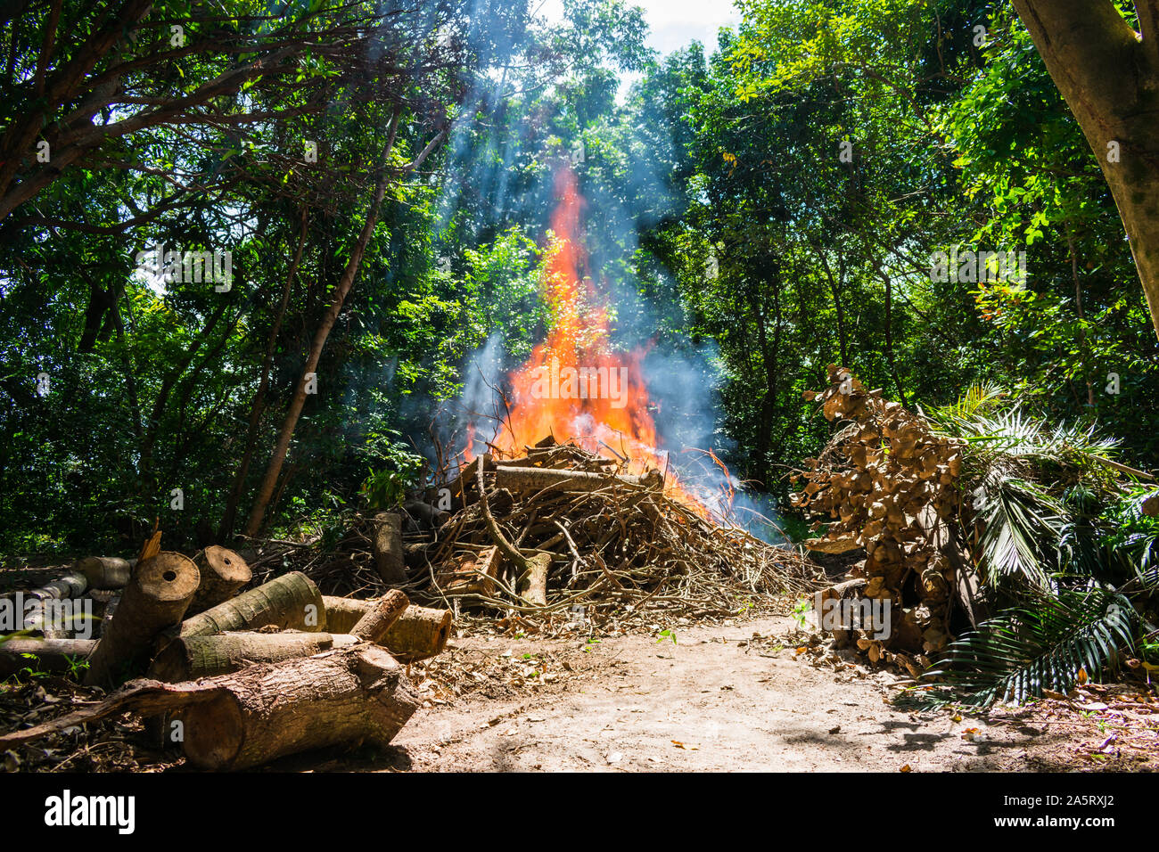 Brazilian fire tree hi-res stock photography and images - Alamy