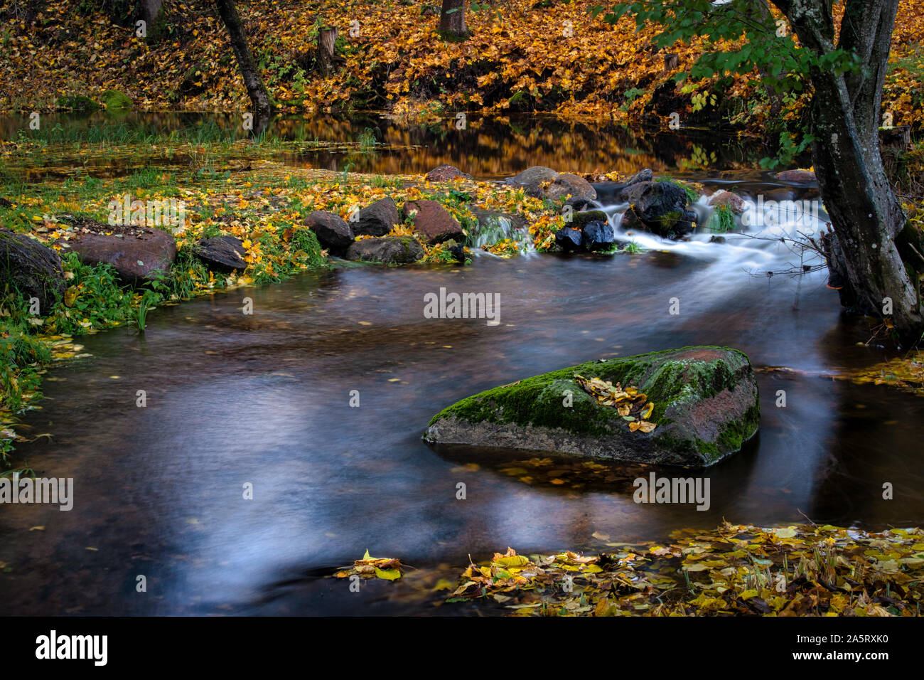Plant Of Stream Banks High Resolution Stock Photography and Images - Alamy