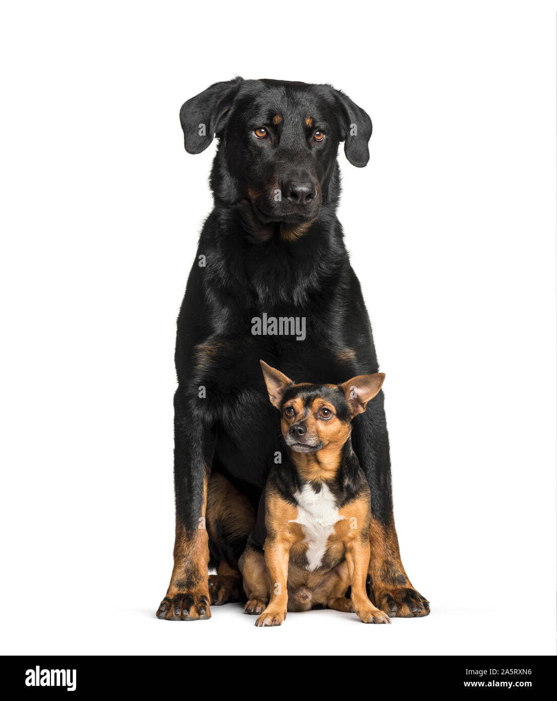 Chihuahua Rottweiler Mix Full Grown