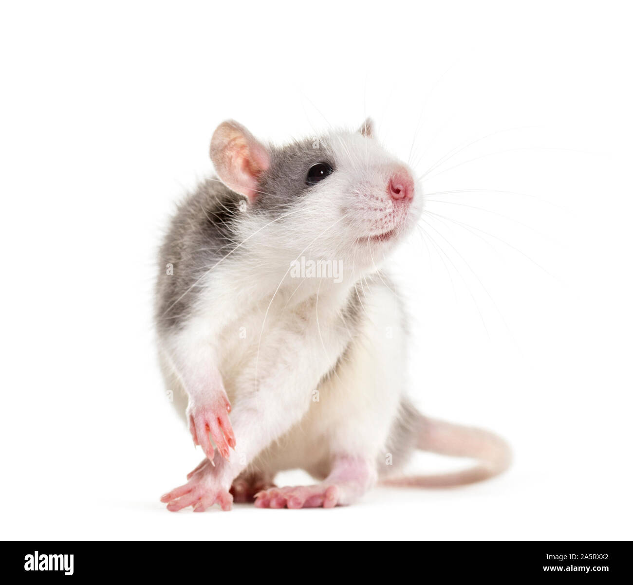 Young rat hi-res stock photography and images - Alamy