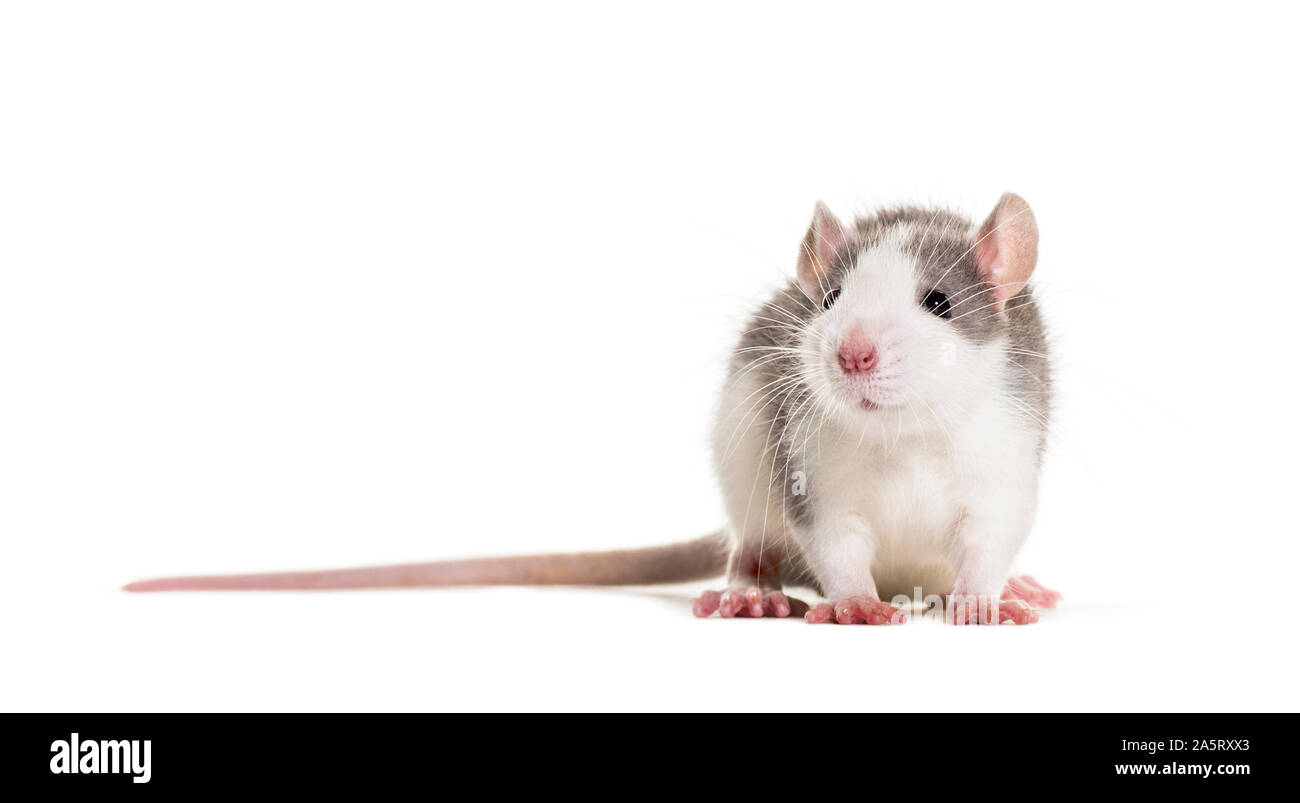 Young Rat against white background Stock Photo - Alamy