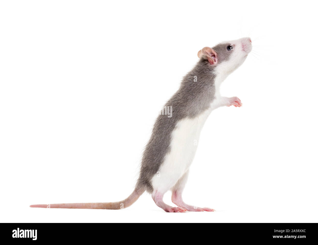 Young Rat rearing up to sniff against white background Stock Photo - Alamy