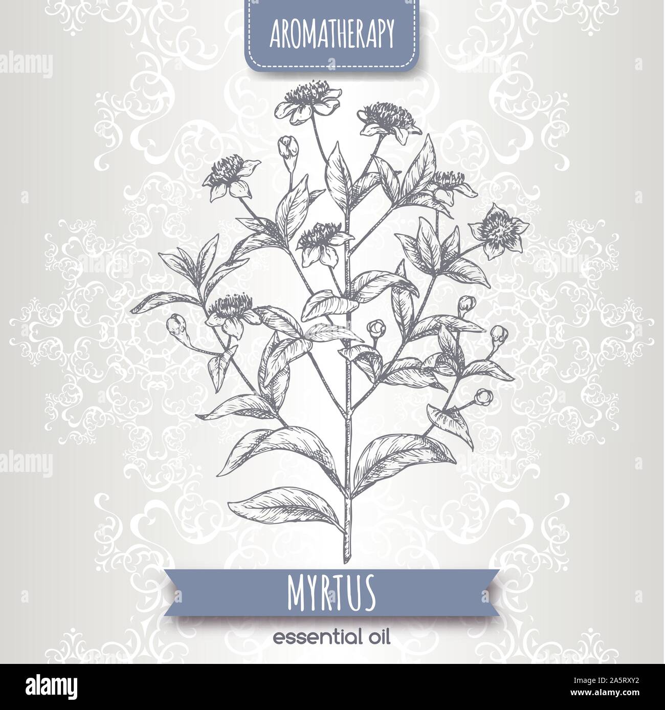 Common myrtle aka Myrtus communis sketch on elegant lace background ...