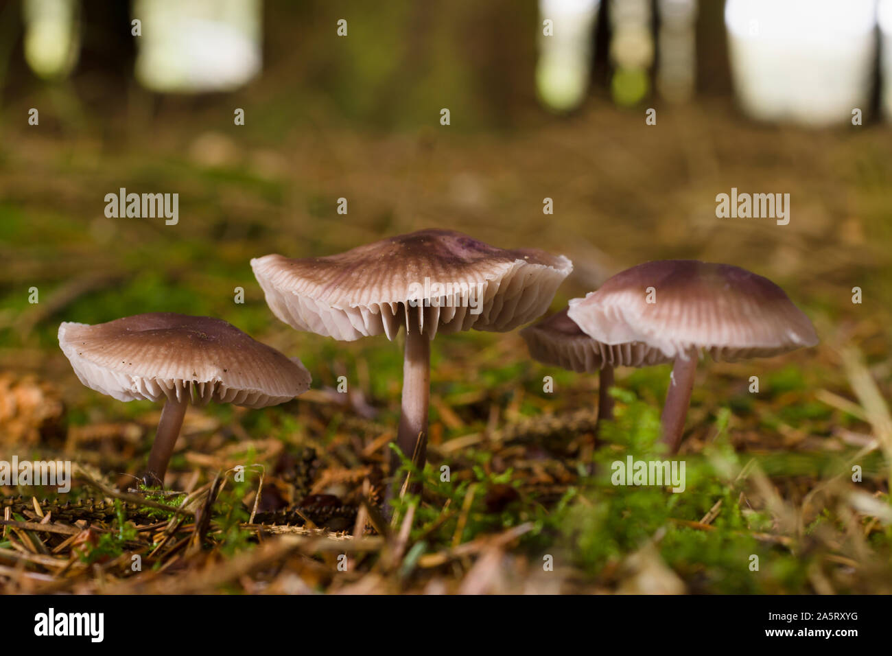 Mycena pura or Lilac Bonnet fruiting body also known as the Lilac ...