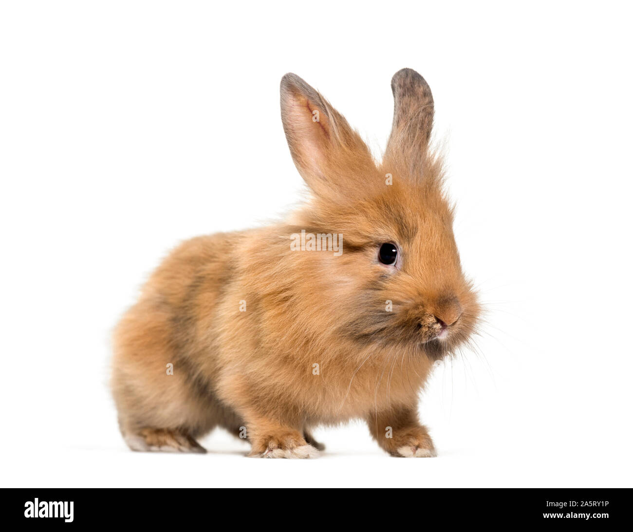 Young Lionhead rabbit, four months old standing against white ...