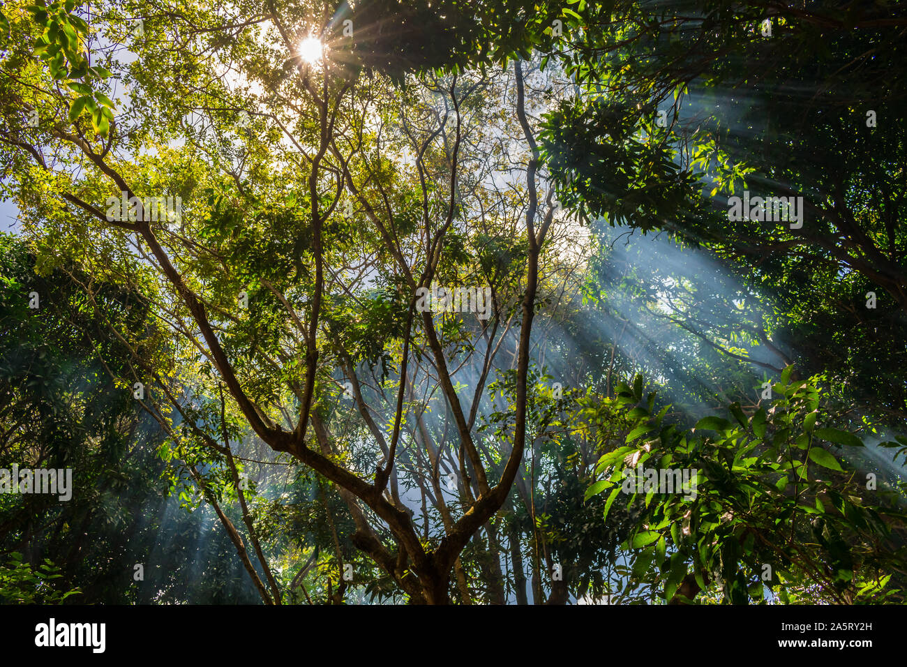 Sun light beaming through trees hi-res stock photography and images - Alamy