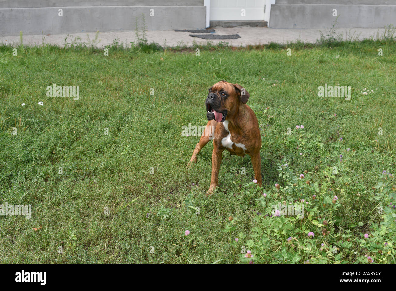 Summer outdoors portrait of Geman boxer dog on hot sunny day. Brown ...