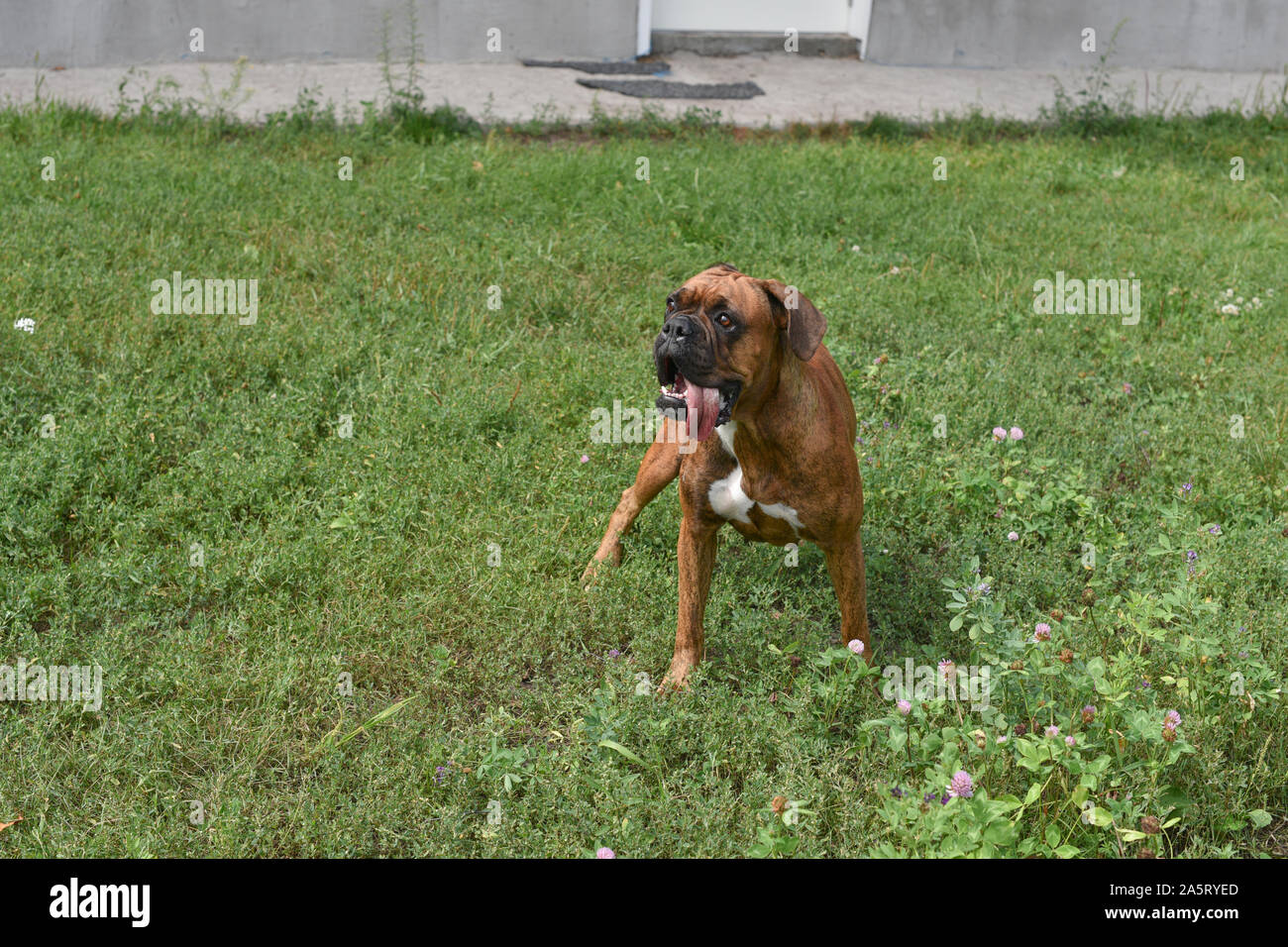 Summer outdoors portrait of Geman boxer dog on hot sunny day. Brown ...
