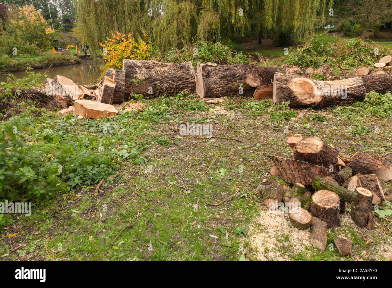 A large tree chopped down in the South Park, Darlington, England, UK ...
