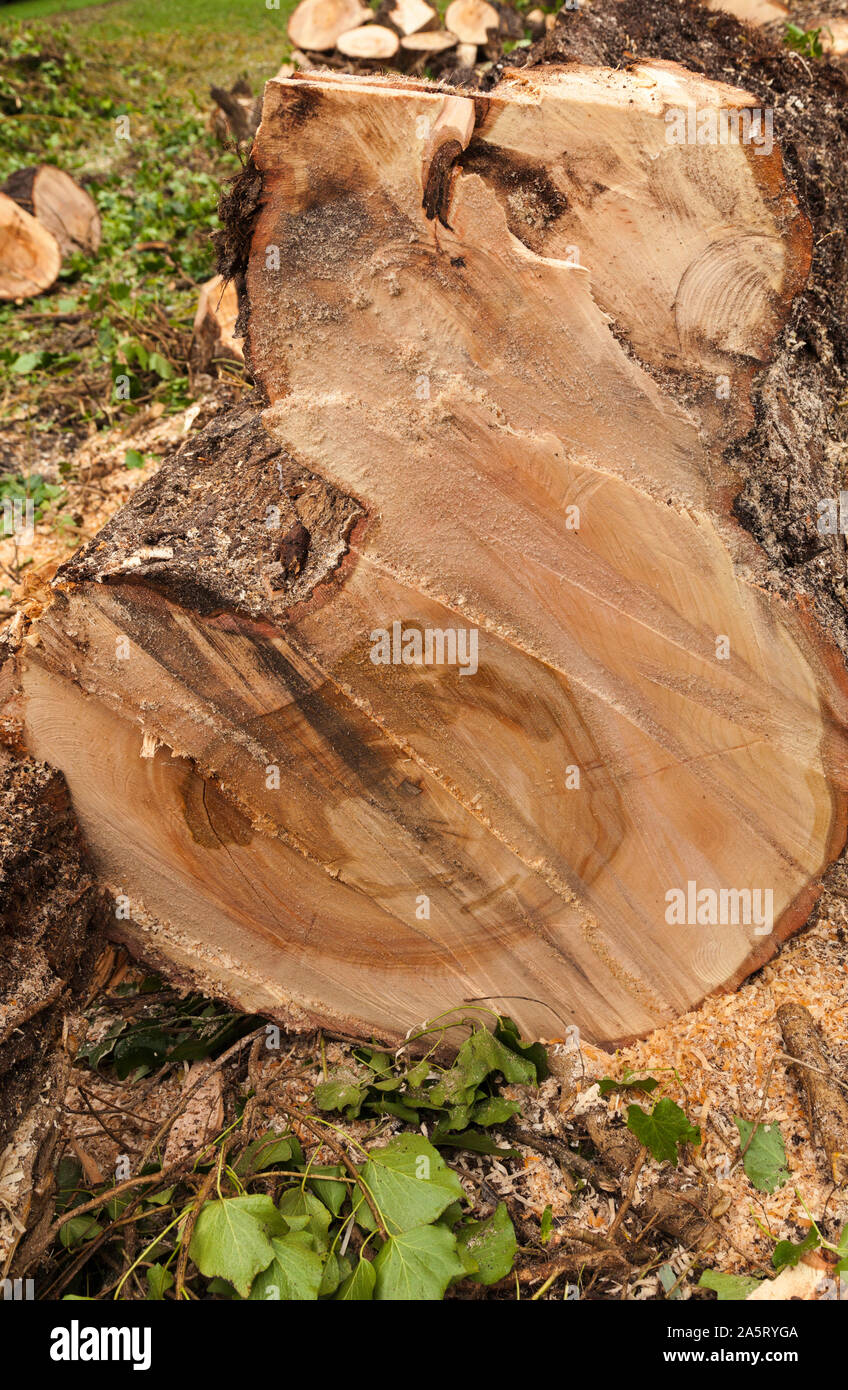 A large tree chopped down in the South Park, Darlington, England, UK ...