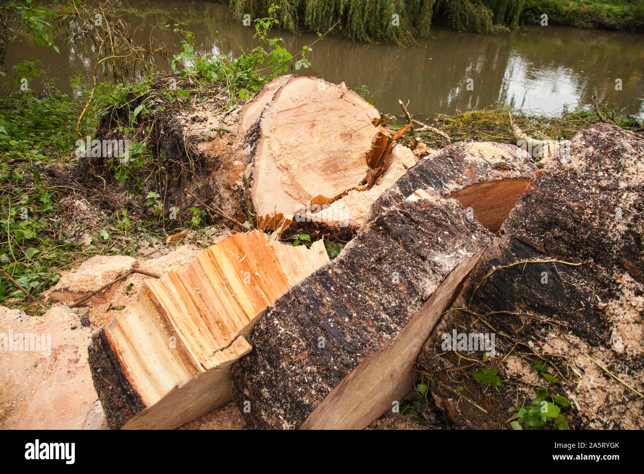 A large tree chopped down in the South Park, Darlington, England, UK ...