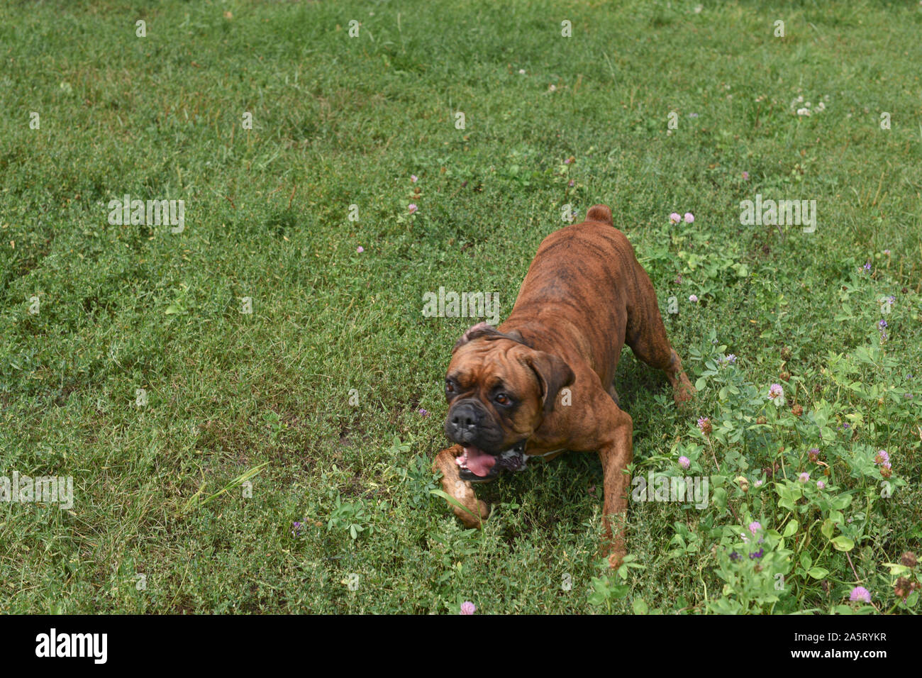 Summer outdoors portrait of Geman boxer dog on hot sunny day. Brown ...