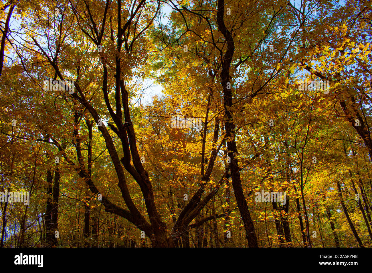 Golden woodland scene hi-res stock photography and images - Alamy