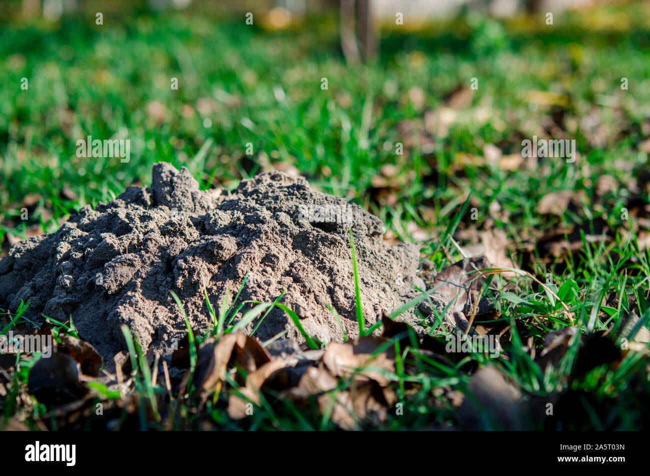 Mole digging burrow hi-res stock photography and images - Alamy