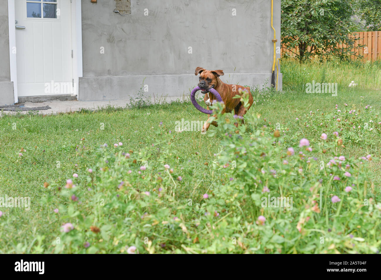 Summer outdoors portrait of Geman boxer dog on hot sunny day. Brown ...