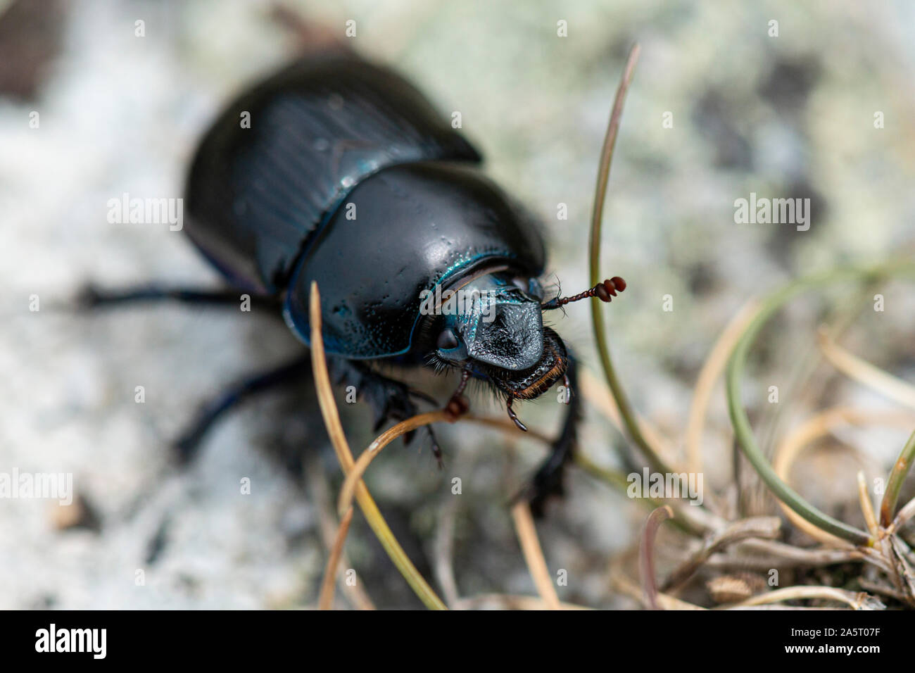 A Dor beetle (Geotrupes stercorarius Stock Photo - Alamy