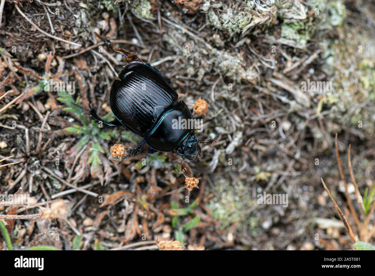 A Dor beetle (Geotrupes stercorarius Stock Photo - Alamy