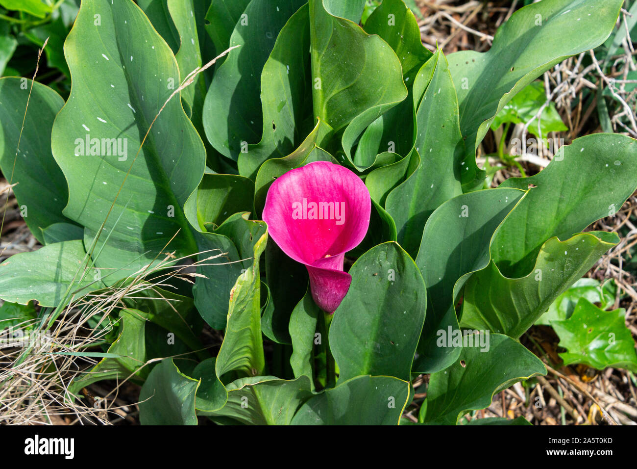 A pink calla lily (Zantedeschia rehmannii Stock Photo - Alamy