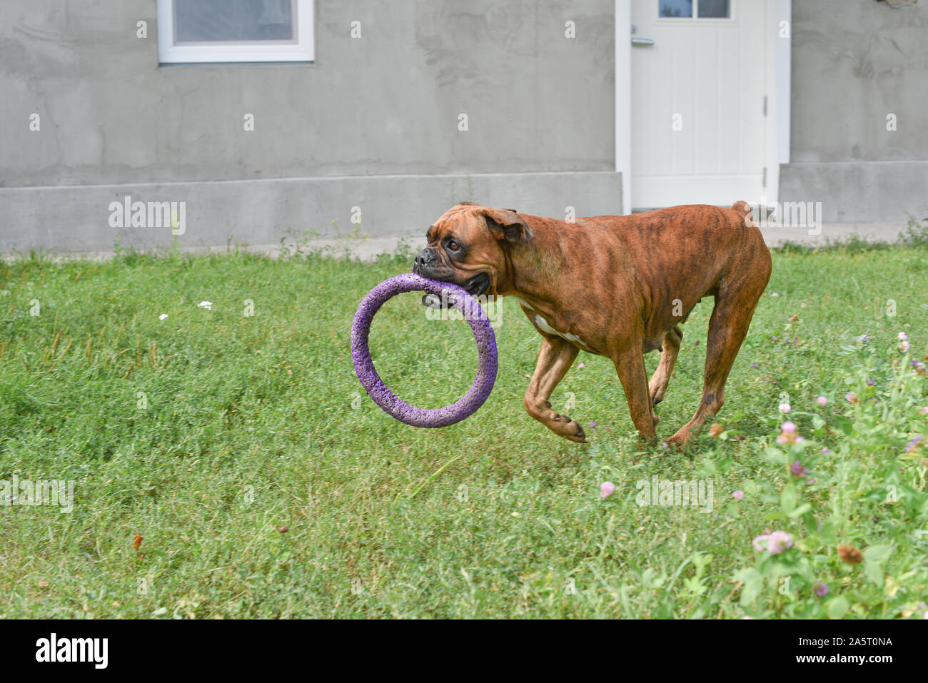 Summer outdoors portrait of Geman boxer dog on hot sunny day. Brown ...
