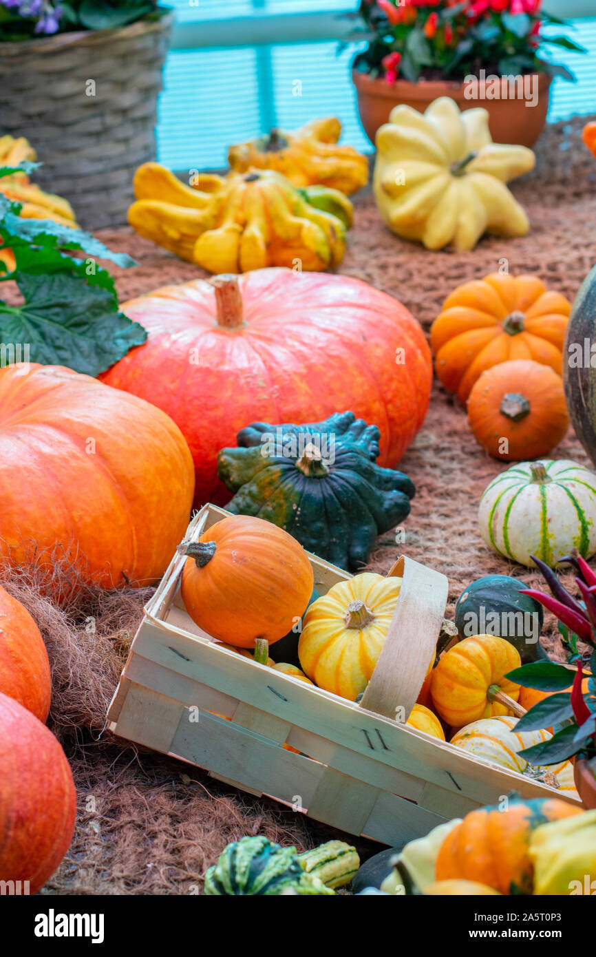 Pumpkins of different varieties orange green yellow. Ripe pumpkin at ...
