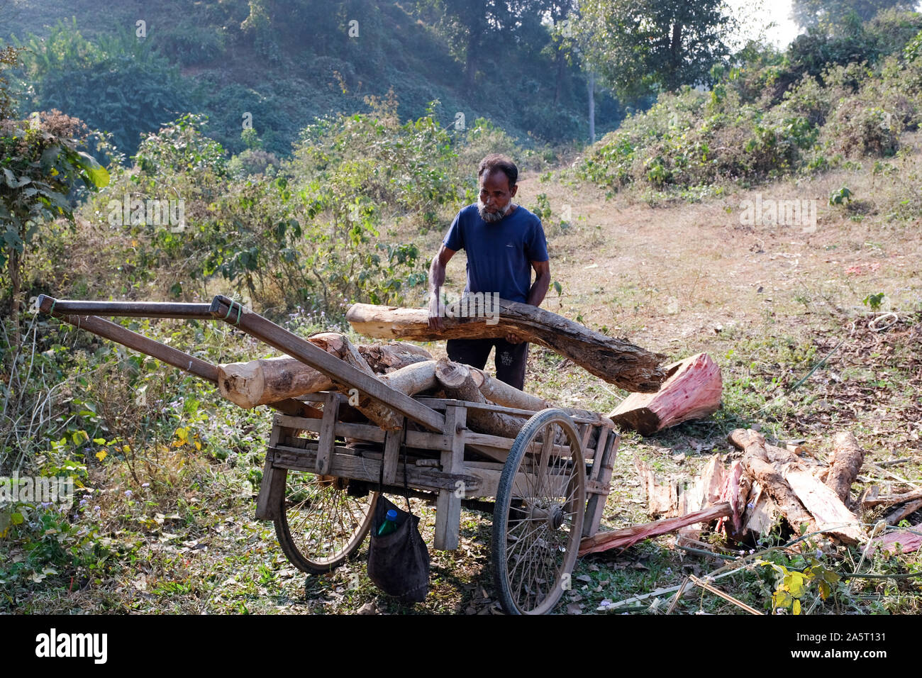 Cutting trees india deforestation hi-res stock photography and images ...