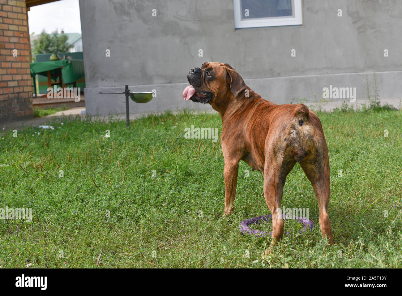 Summer outdoors portrait of Geman boxer dog on hot sunny day. Brown ...