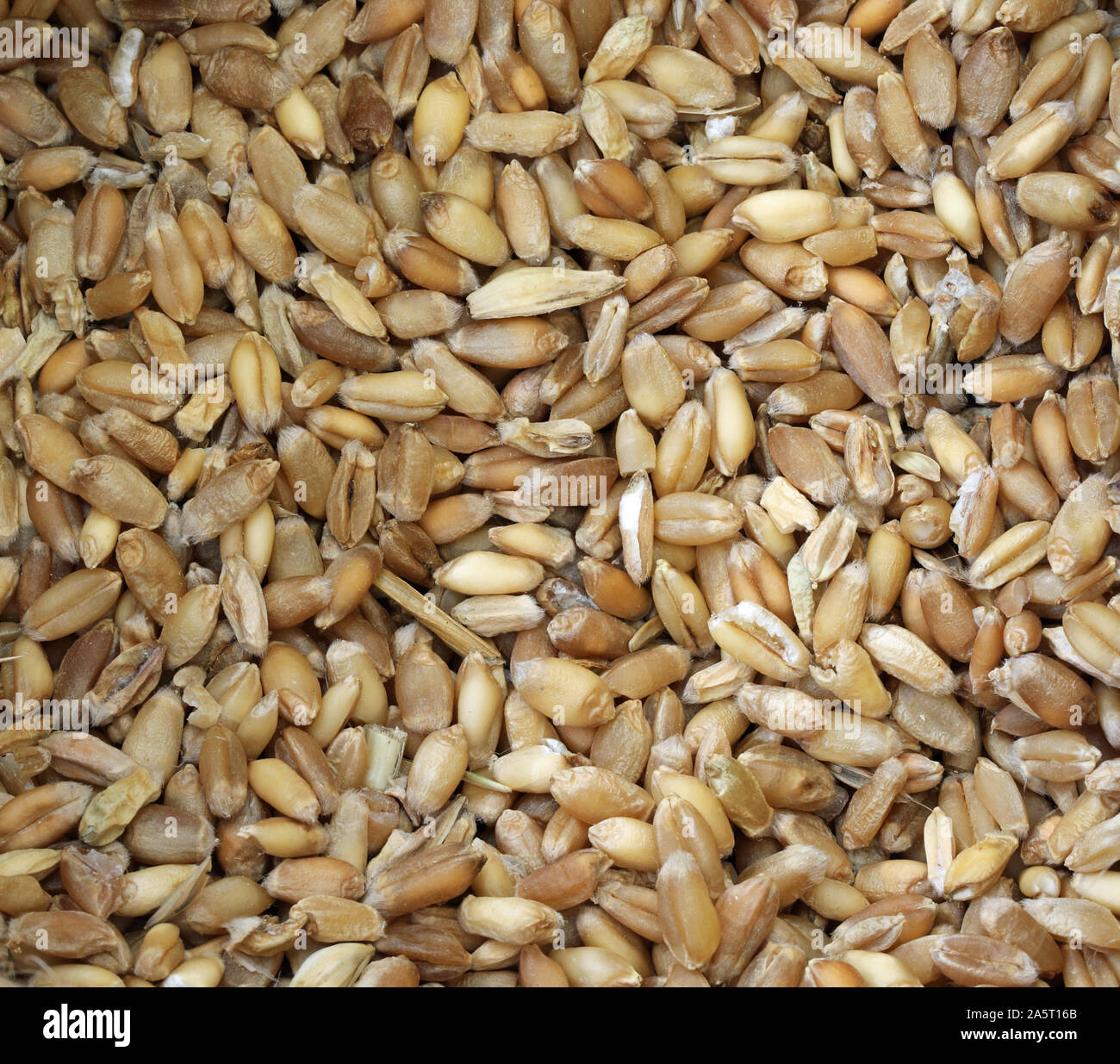 Ancient grains variety hi-res stock photography and images - Alamy