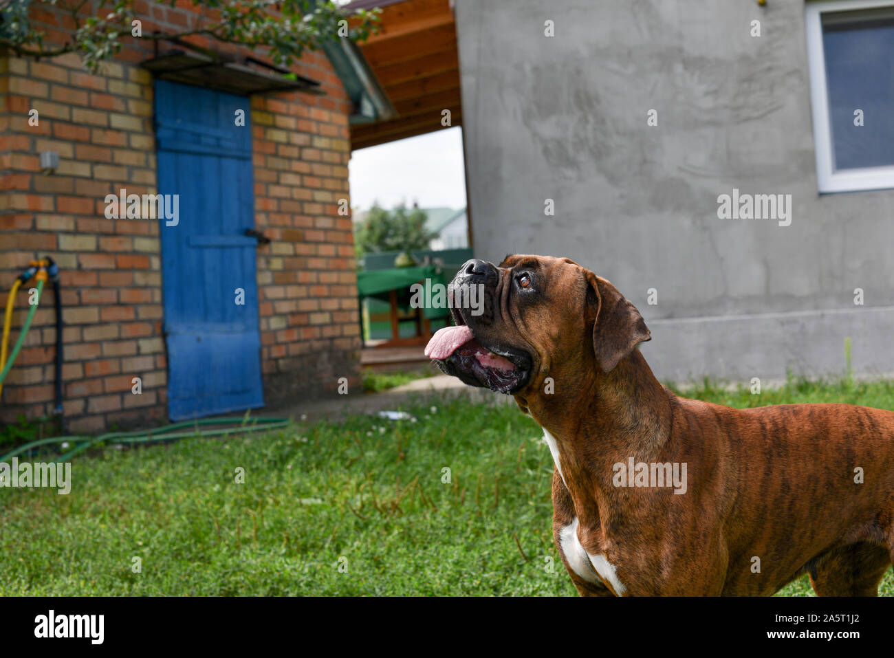 Summer outdoors portrait of Geman boxer dog on hot sunny day. Brown ...