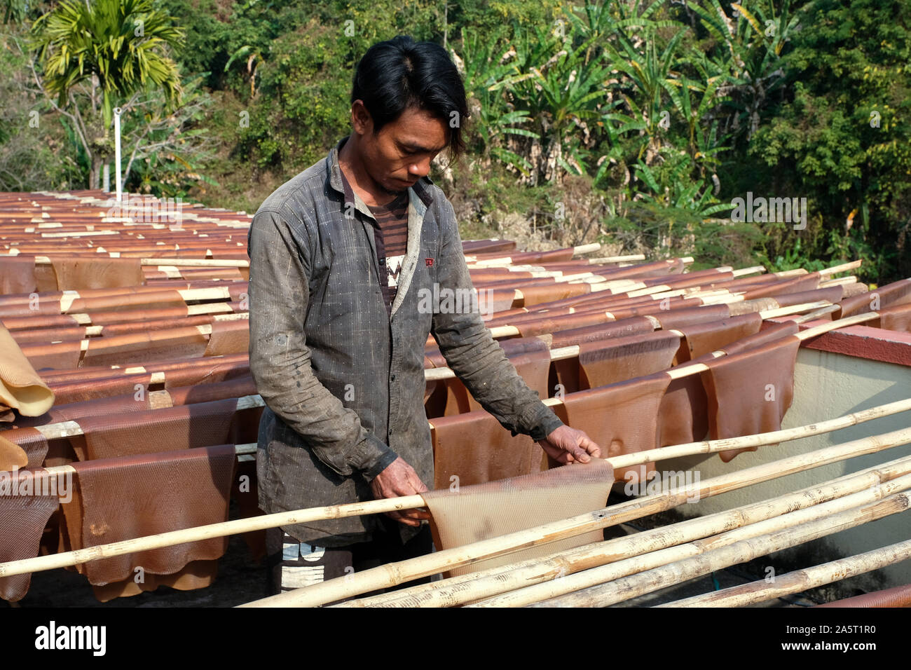 Rubber collected from rubber trees is dried in the sun as rubber mats ...
