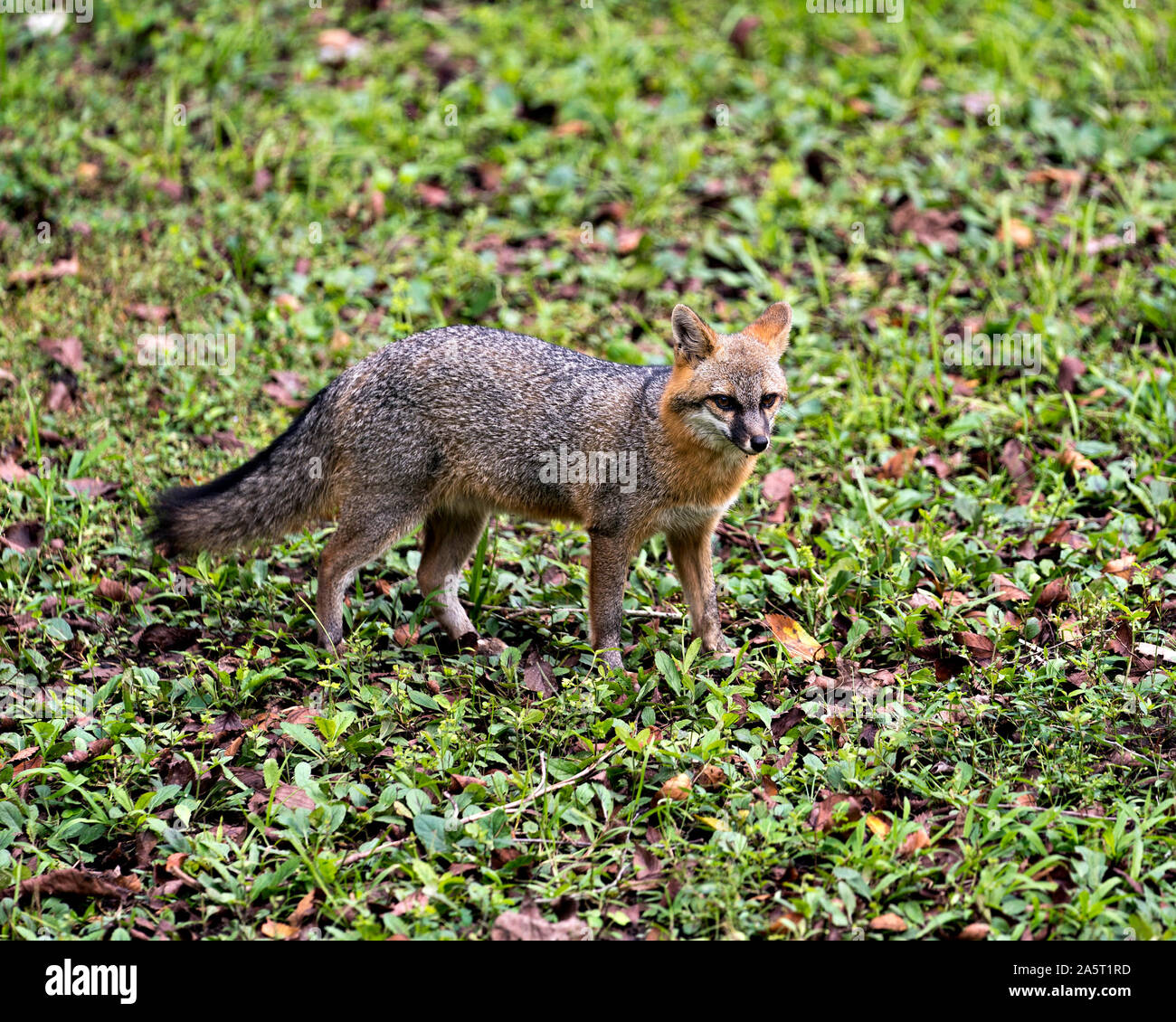 Body grey hi-res stock photography and images - Alamy
