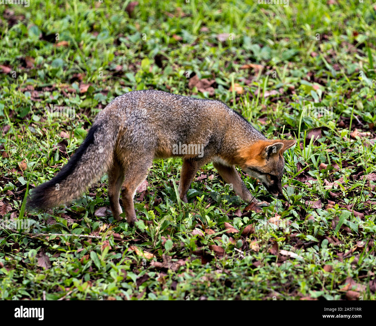 Grey fox foraging in the field and displaying its body, tail, head ...