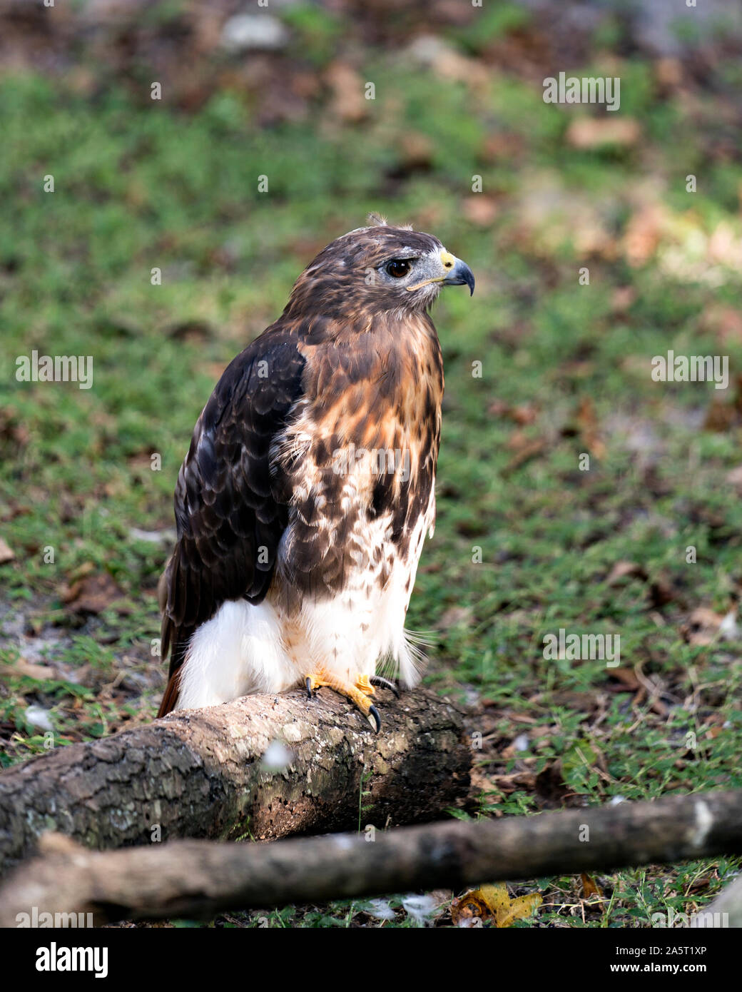 Close up portrait wild hawk hi-res stock photography and images - Alamy