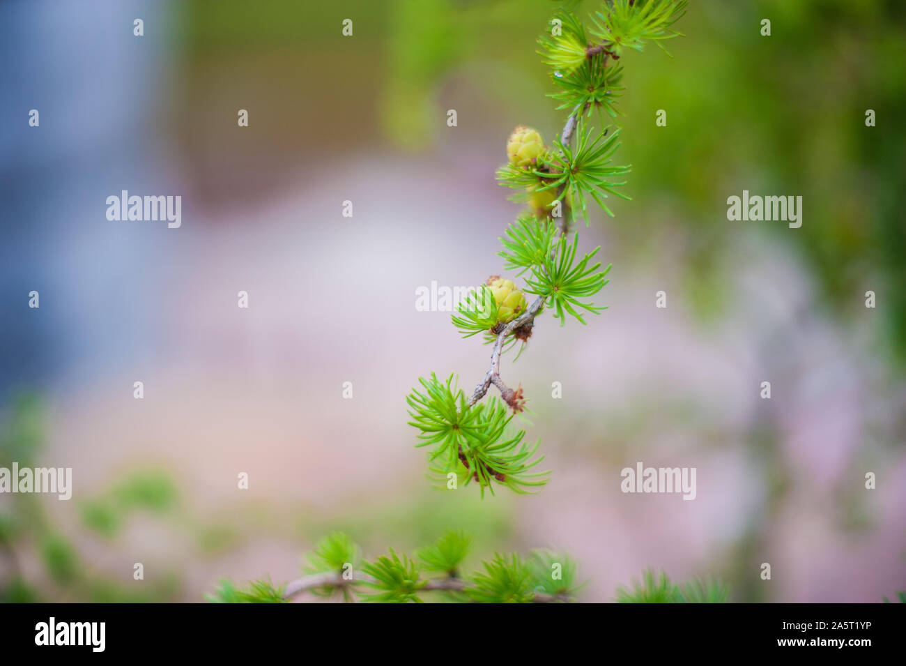 close up of the green flower in early spring Stock Photo - Alamy