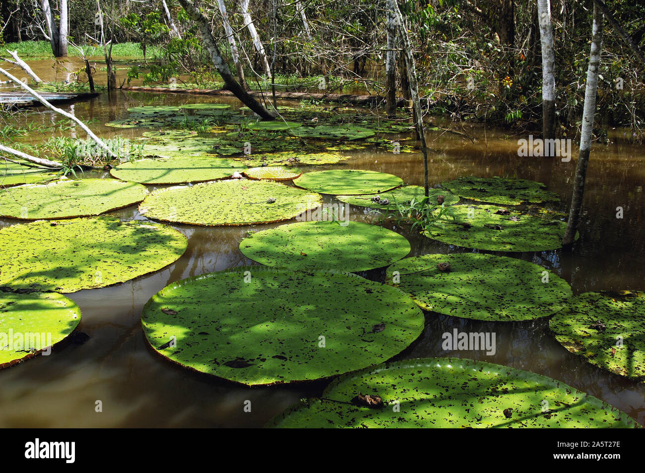 Water Lily, Manaus, Amazonas, Brazil Stock Photo - Alamy
