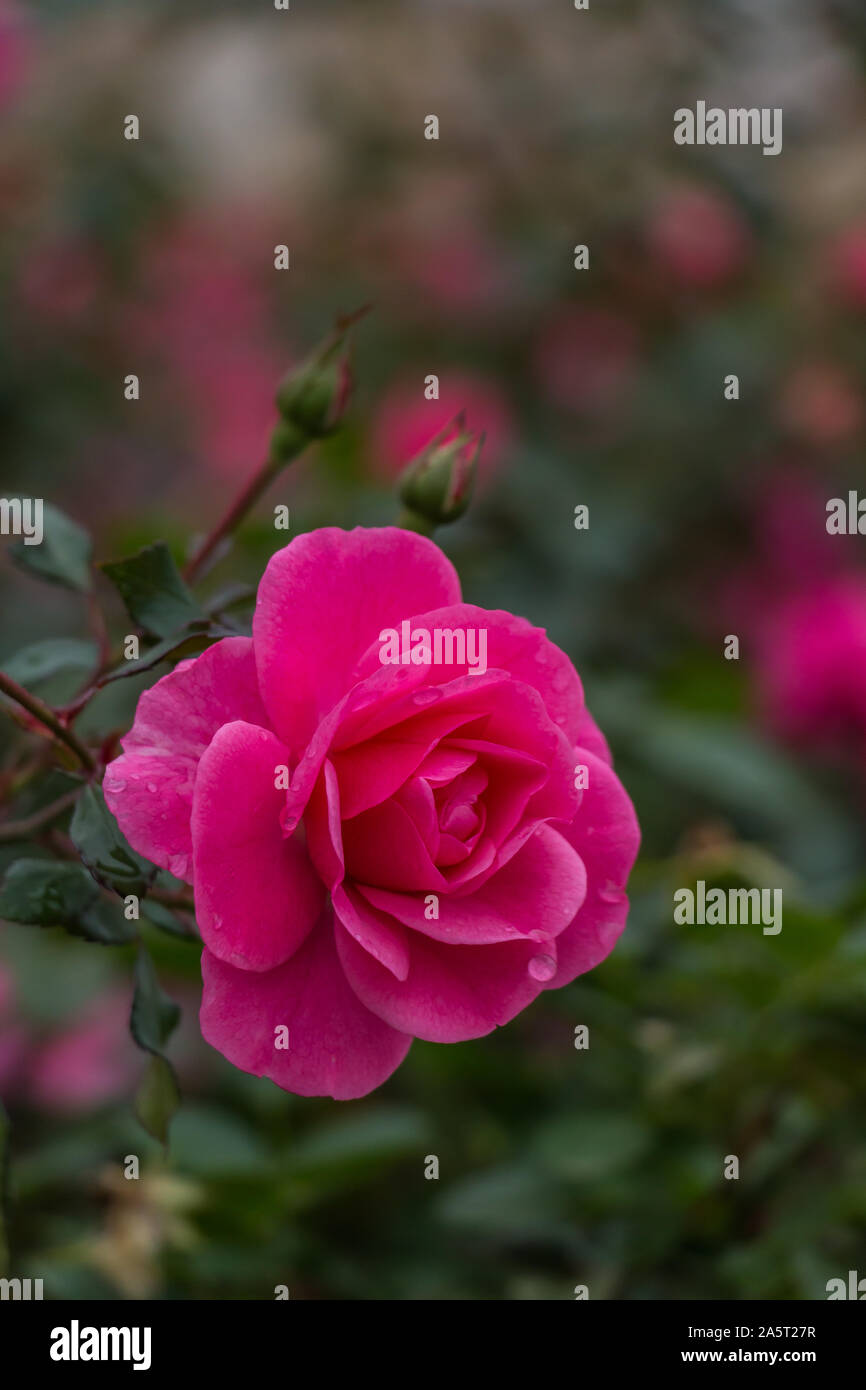A picture of a pink rose in the gardens of the Hungarian Parliament ...