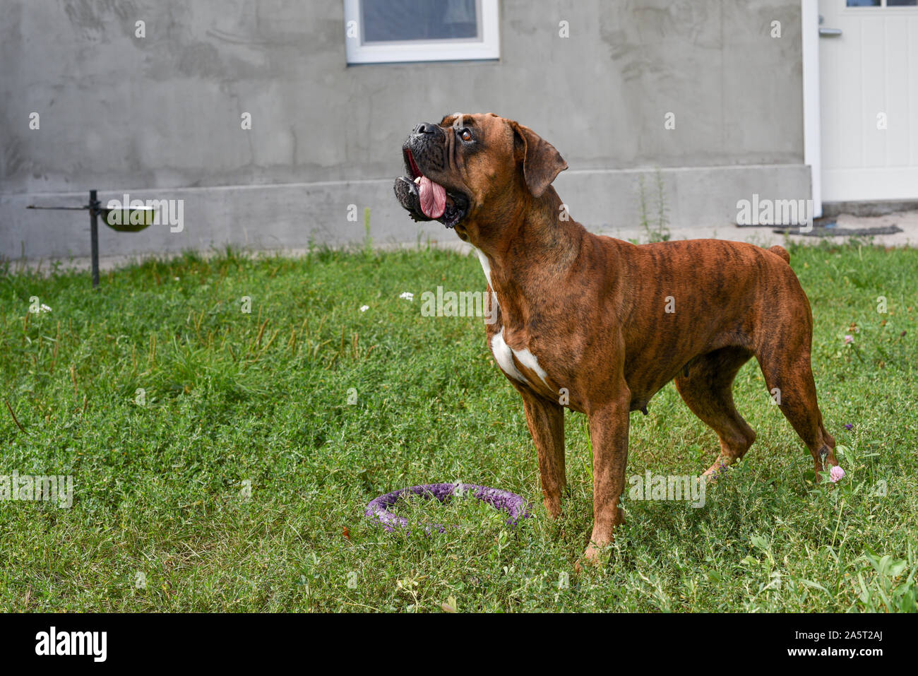 Summer outdoors portrait of Geman boxer dog on hot sunny day. Brown ...