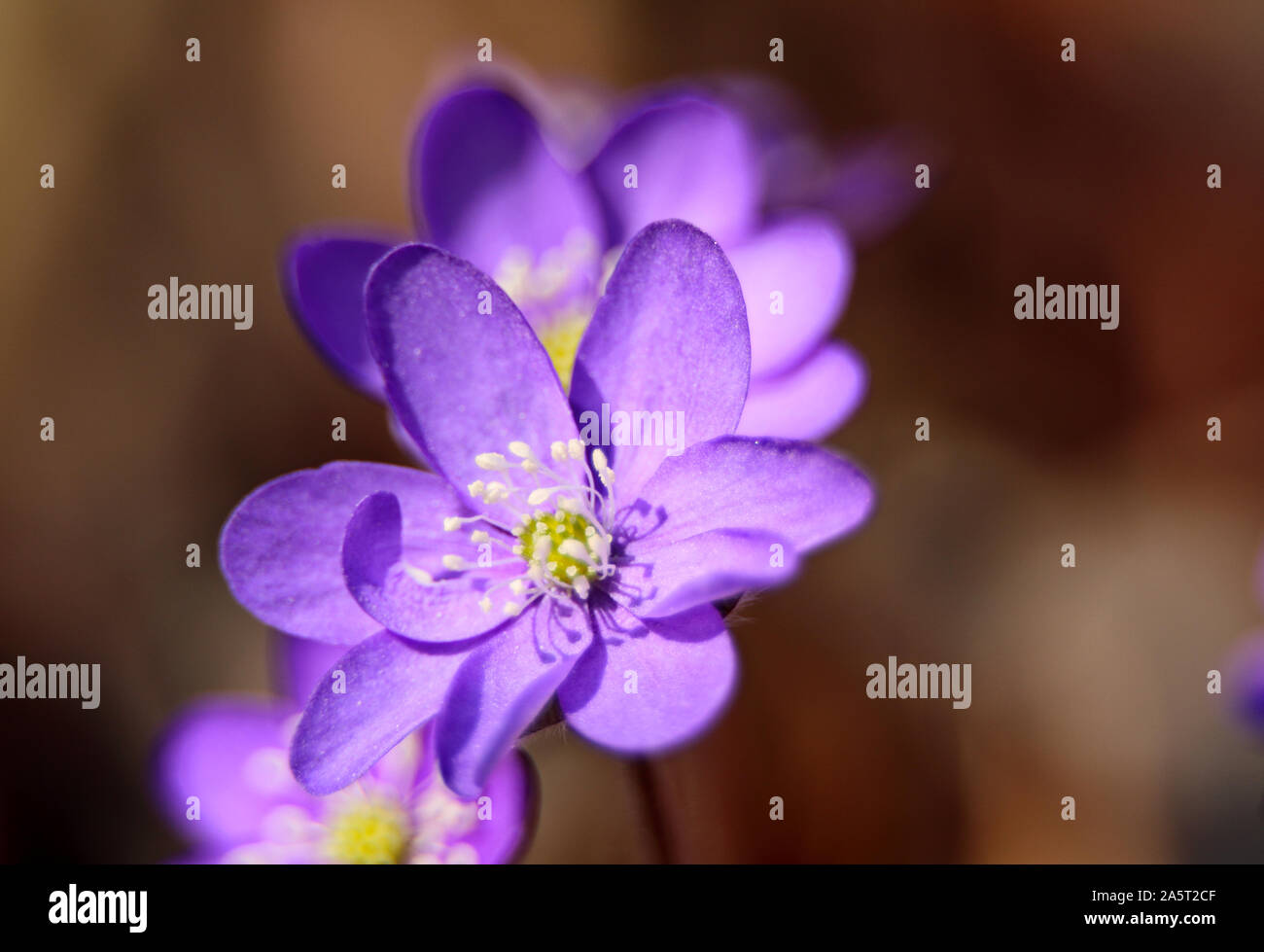 Common hepatica hi-res stock photography and images - Alamy