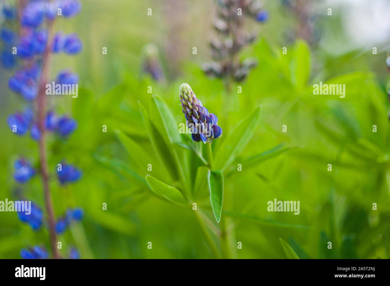 Blue snowdrop hi-res stock photography and images - Alamy