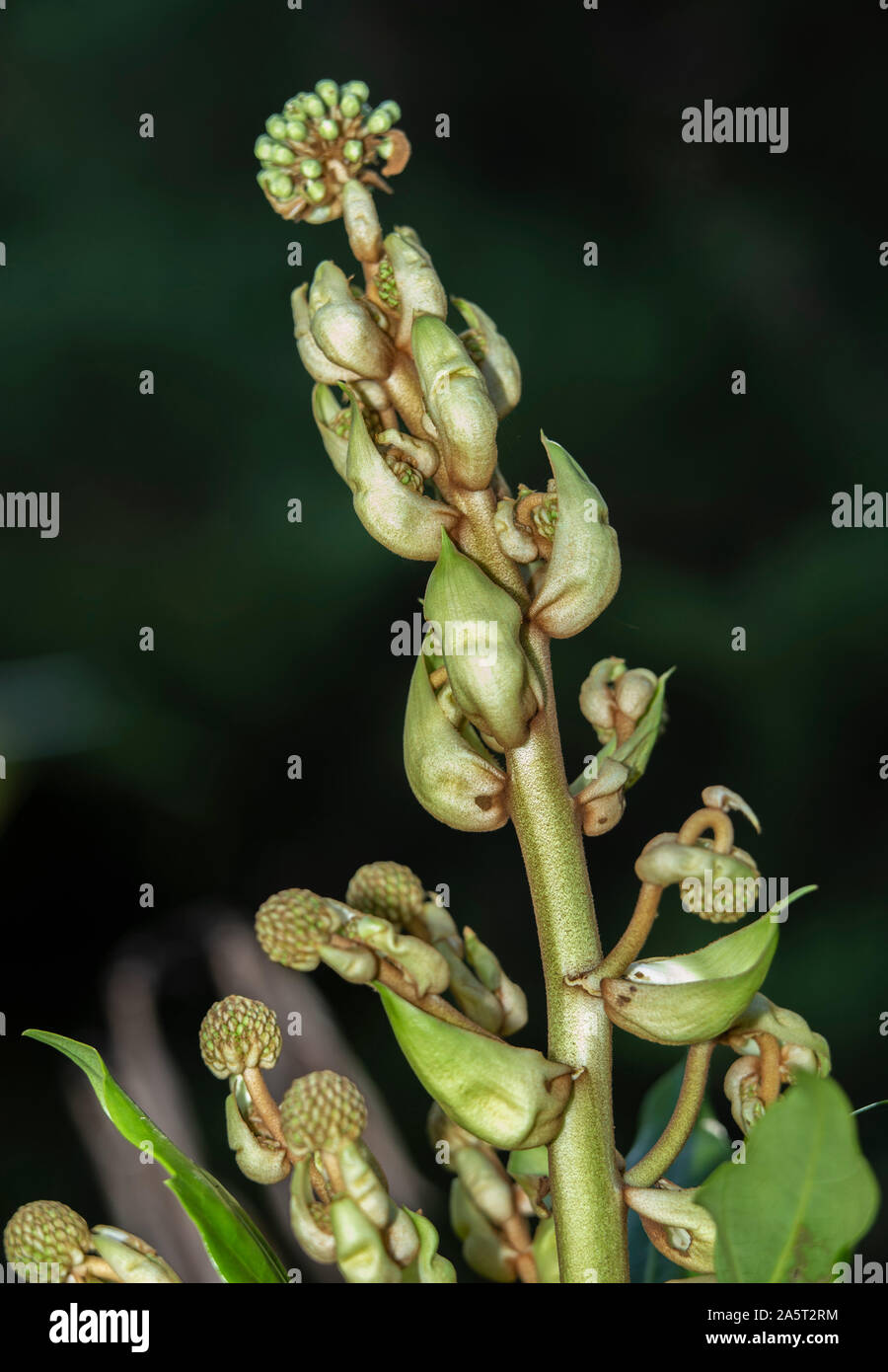 Seed forming plants hi-res stock photography and images - Alamy