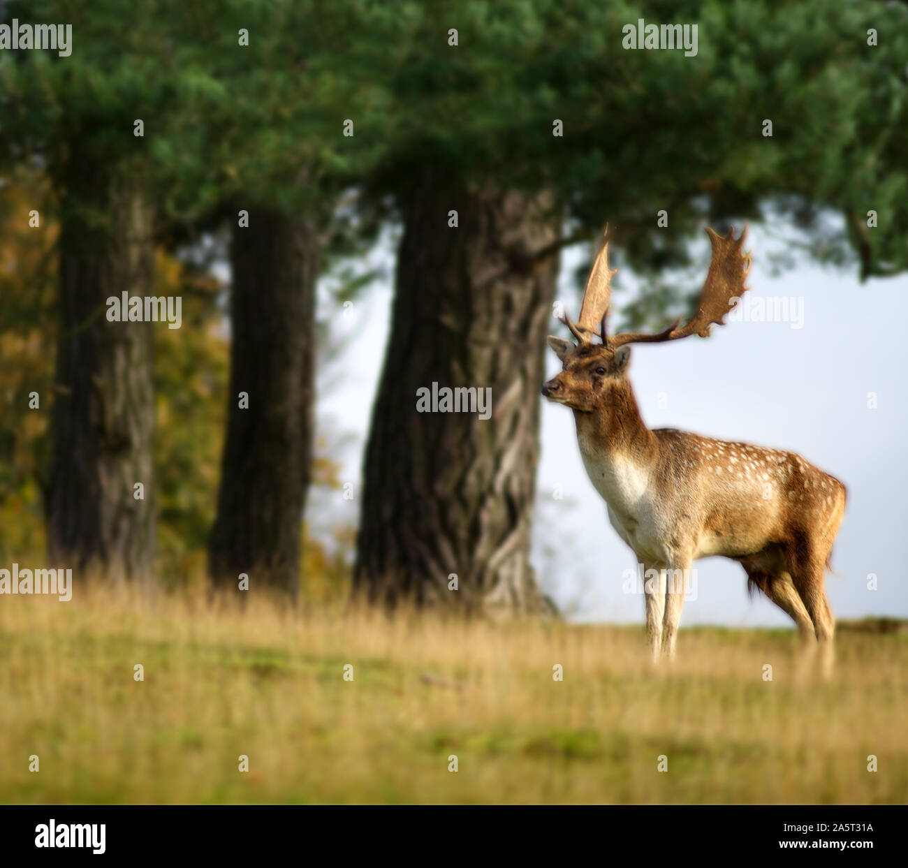 male fallow deer standing in the rut Stock Photo - Alamy