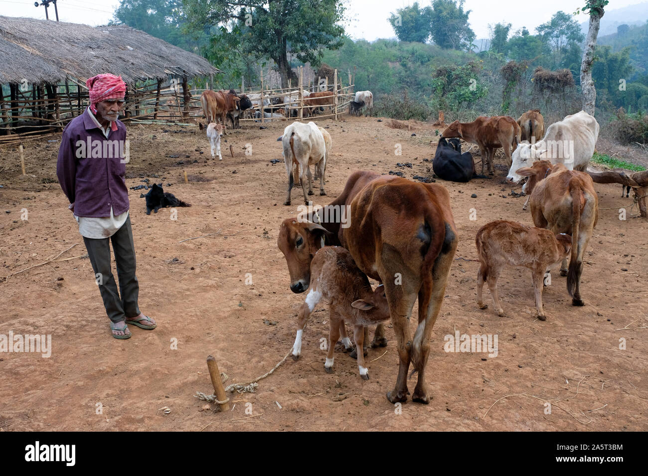 Farmer Cow India Stock Photos & Farmer Cow India Stock Images - Alamy