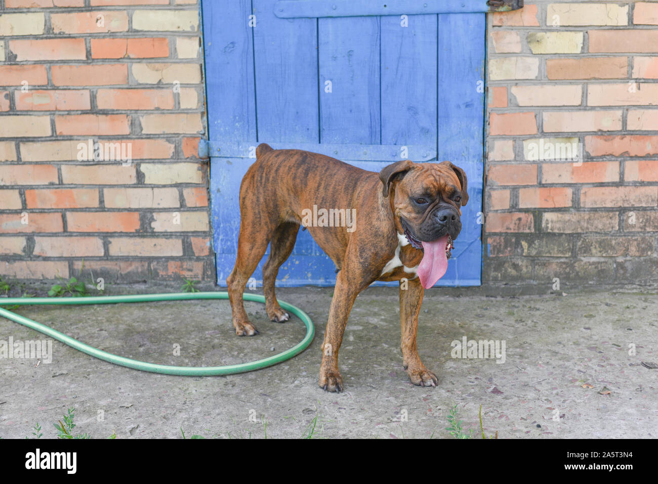 Summer outdoors portrait of Geman boxer dog on hot sunny day. Brown ...