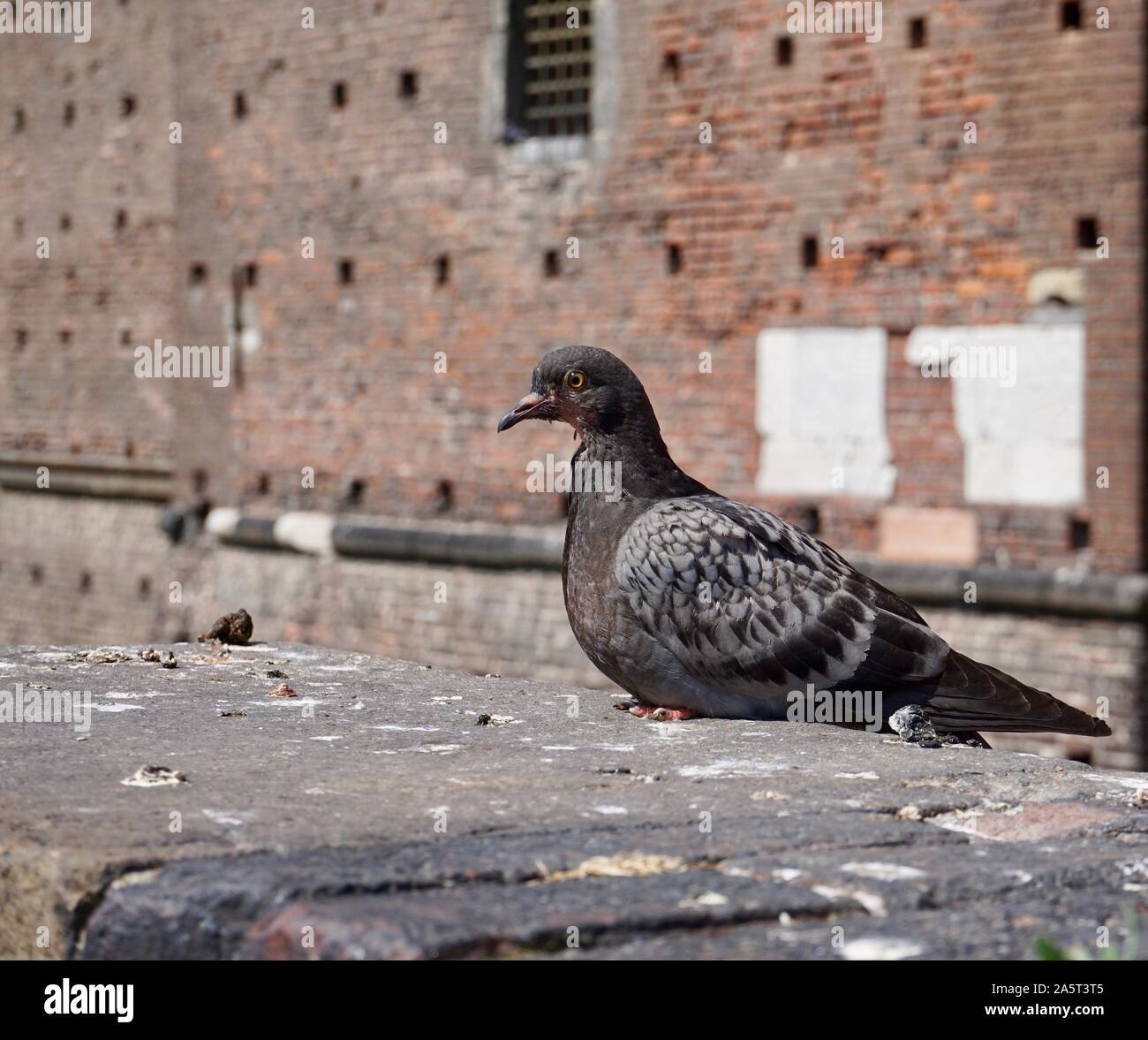 Pigeon at Castello Sforzesco, Milan, Italy Stock Photo - Alamy