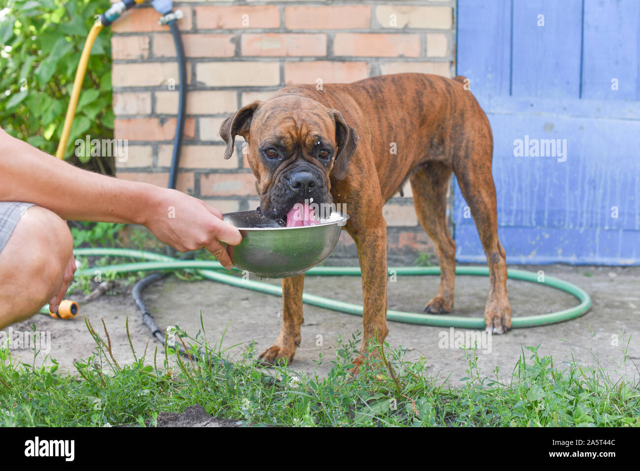 Summer outdoors portrait of Geman boxer dog on hot sunny day. Brown ...