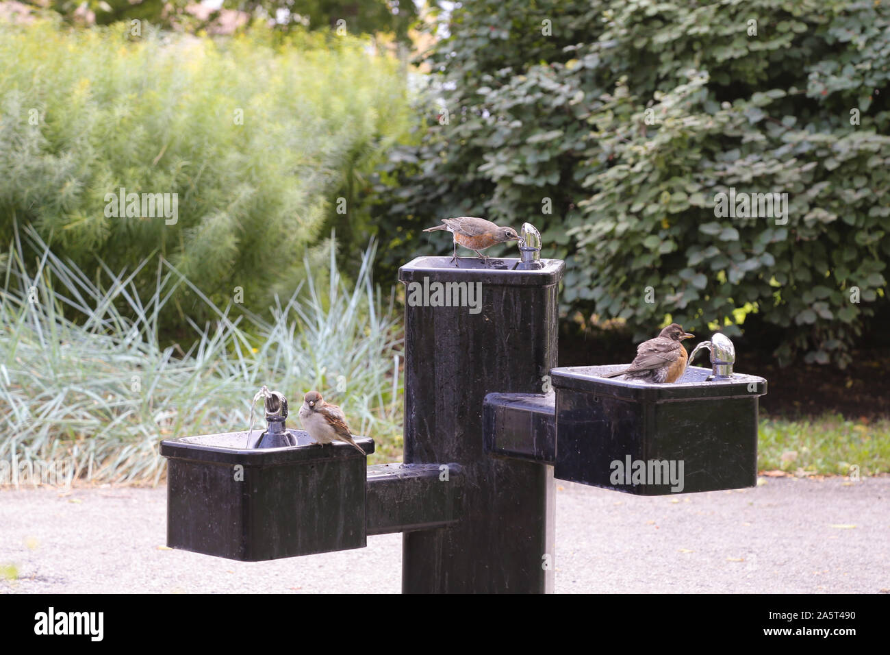 Robin fountain hi-res stock photography and images - Alamy