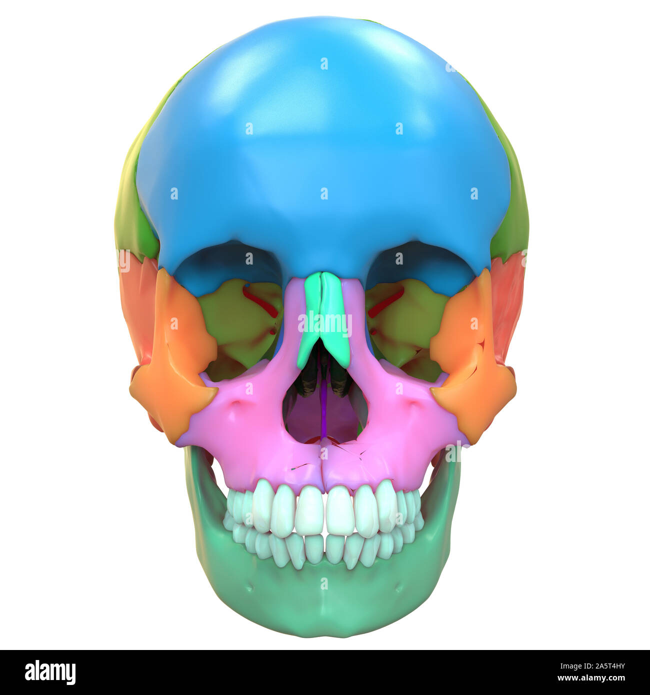 Skull Anterior View Labeled