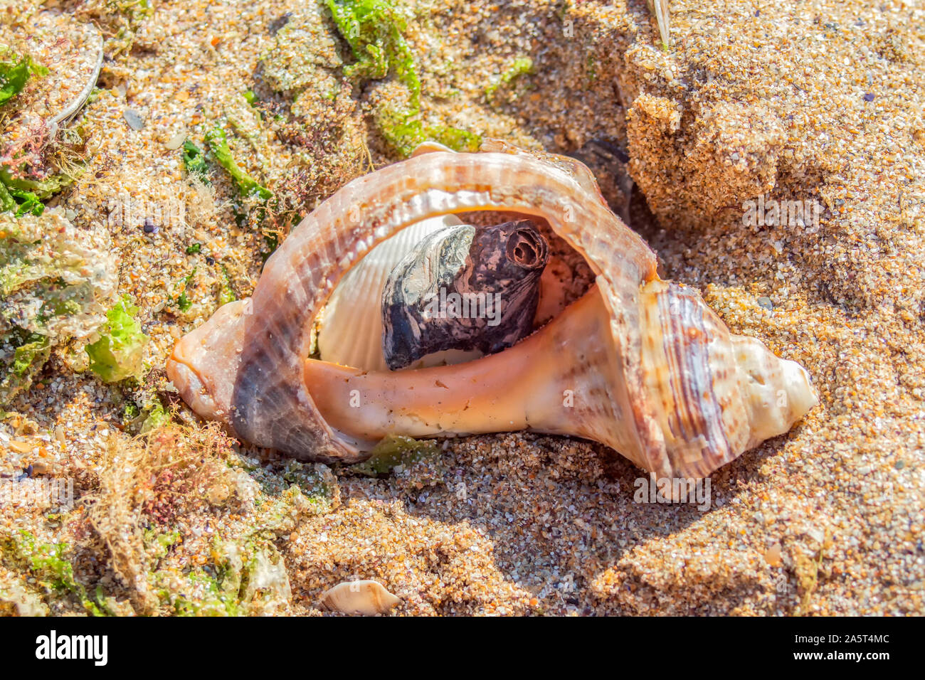 Still life with shells hi-res stock photography and images - Alamy