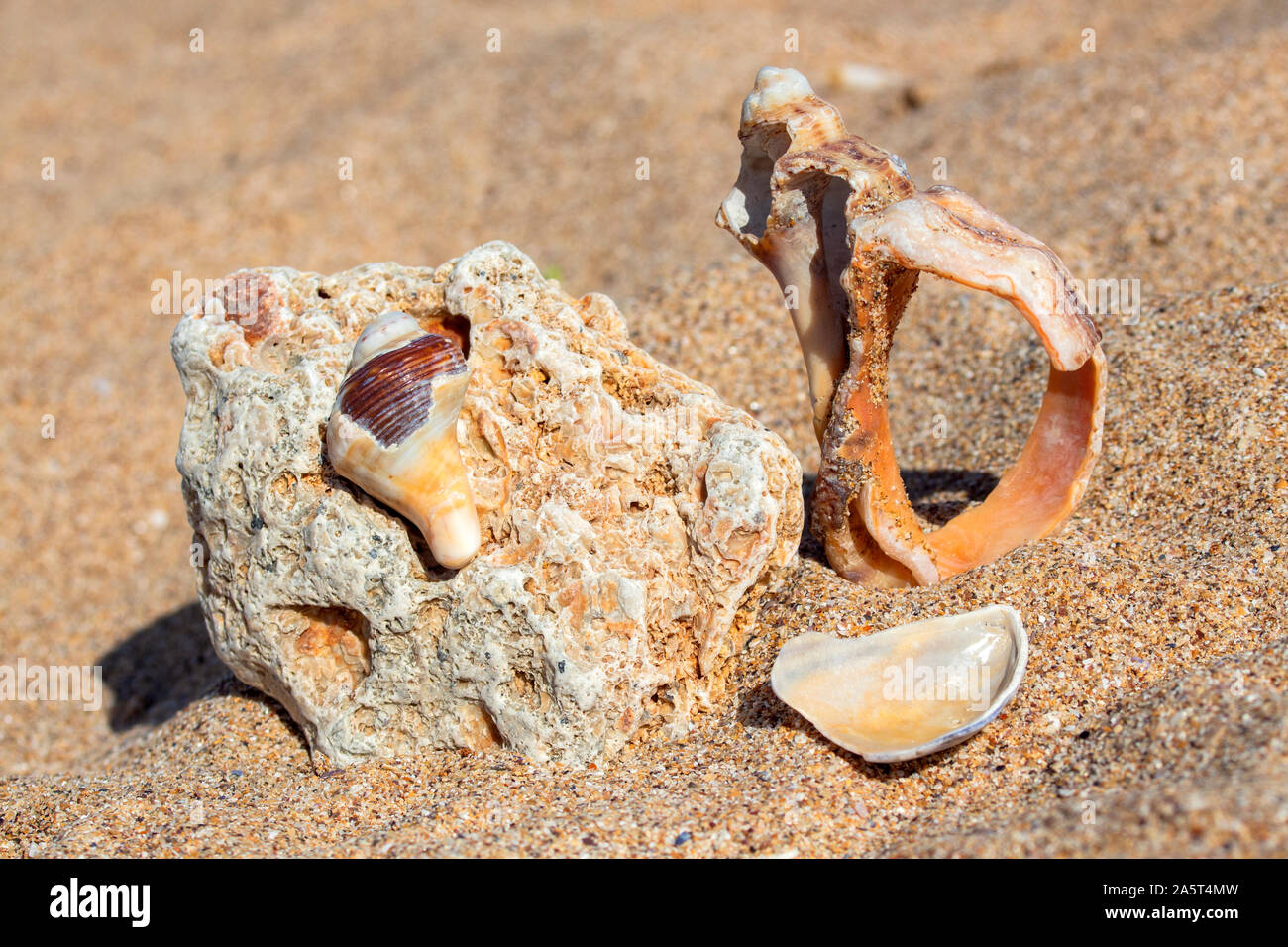 Still life of shells hi-res stock photography and images - Alamy