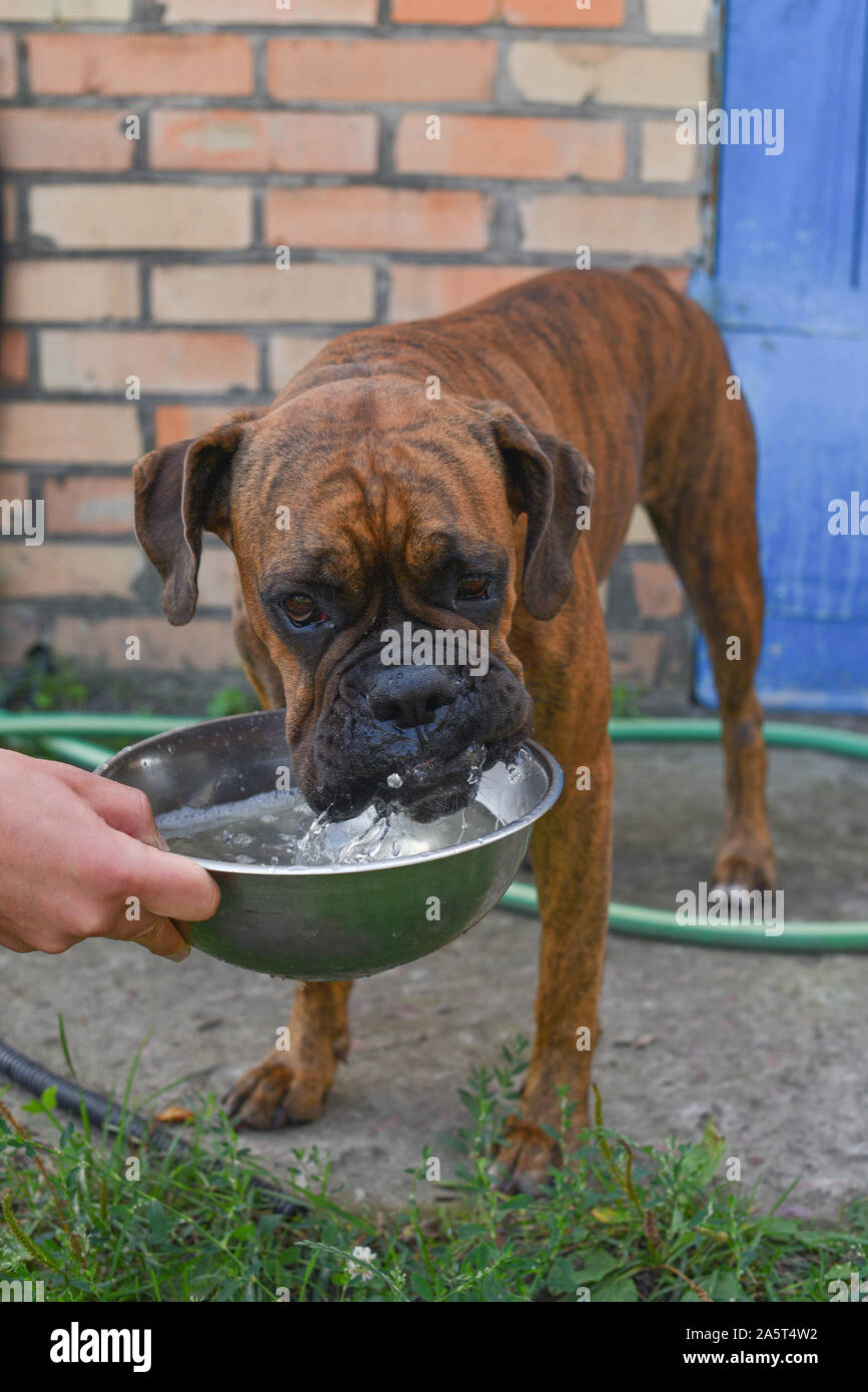 Summer outdoors portrait of Geman boxer dog on hot sunny day. Brown ...