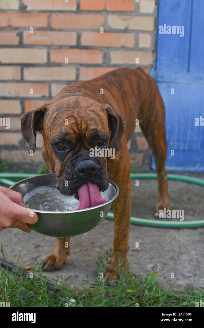 Summer outdoors portrait of Geman boxer dog on hot sunny day. Brown ...